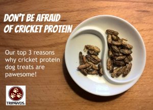 Top 3 Reasons Why Cricket Dog Treats are Pawesome – Tripawds Nutrition